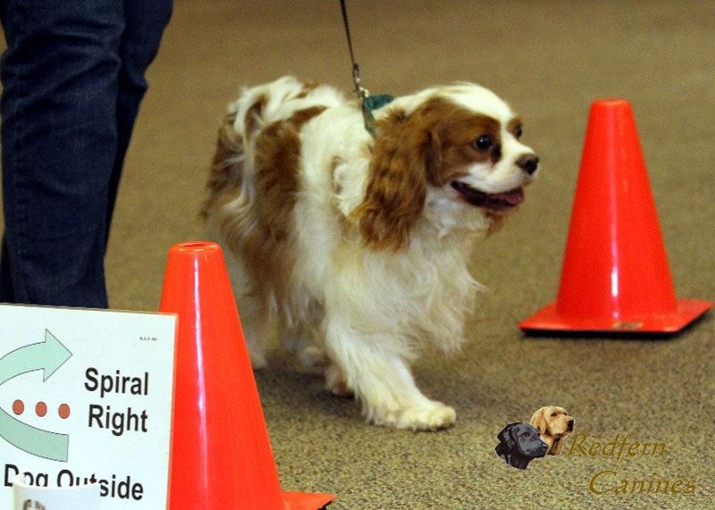 Gallery | Redfern Canines