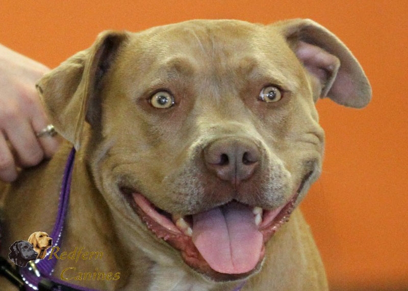 Gallery | Redfern Canines