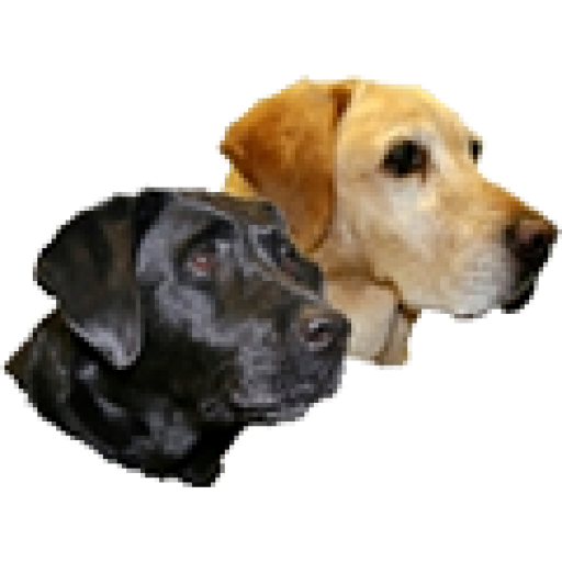 Training and Events Schedule | Redfern Canines