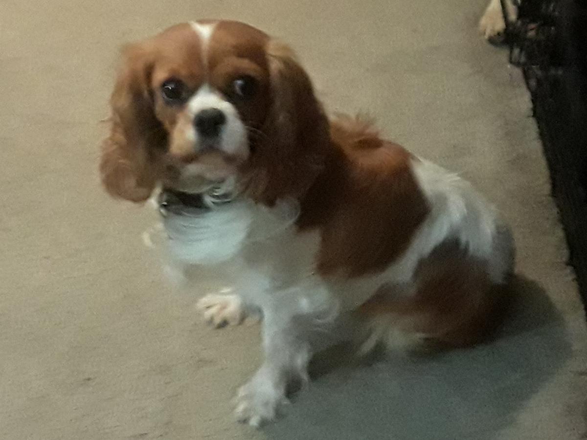 Having a Little Hope: Why I Foster | Redfern Canines